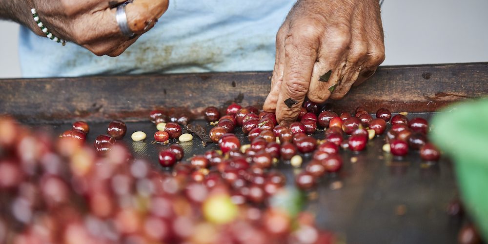 Dive into the Incredible World of Coffee Flavour!